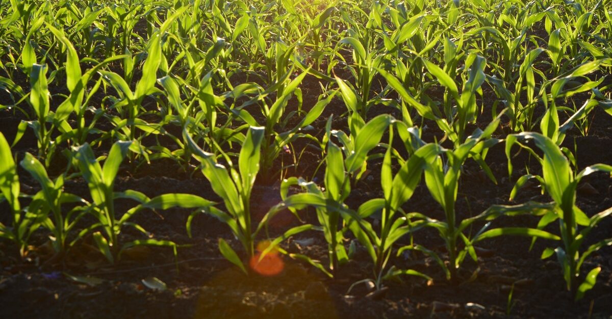 What is Horticulture? A Quick Guide on Modern Plant Science | Fins ...